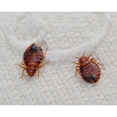 Insecticid anti plosnite cu remanenta 60 de zile - Pertox 8 FORTE (100 ml)