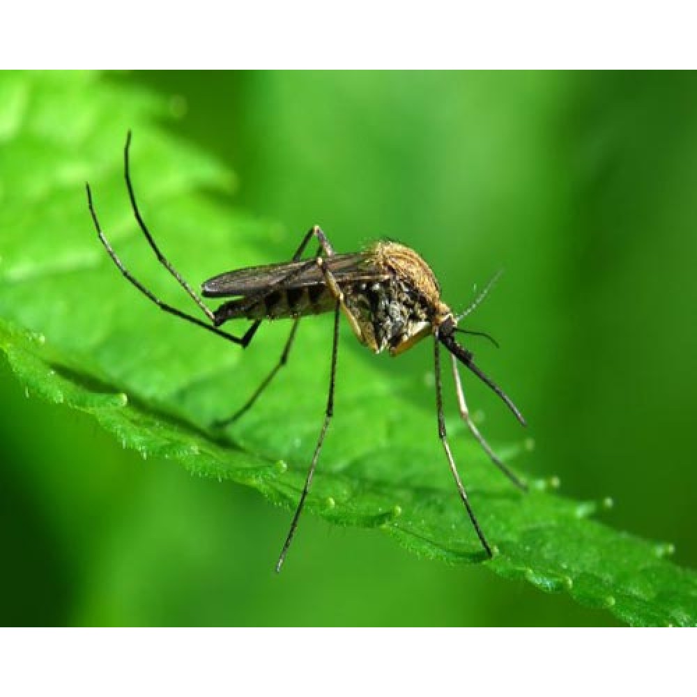 Helpic, 100 ml: Spray anti tantari, tauni si alte insecte intepatoare