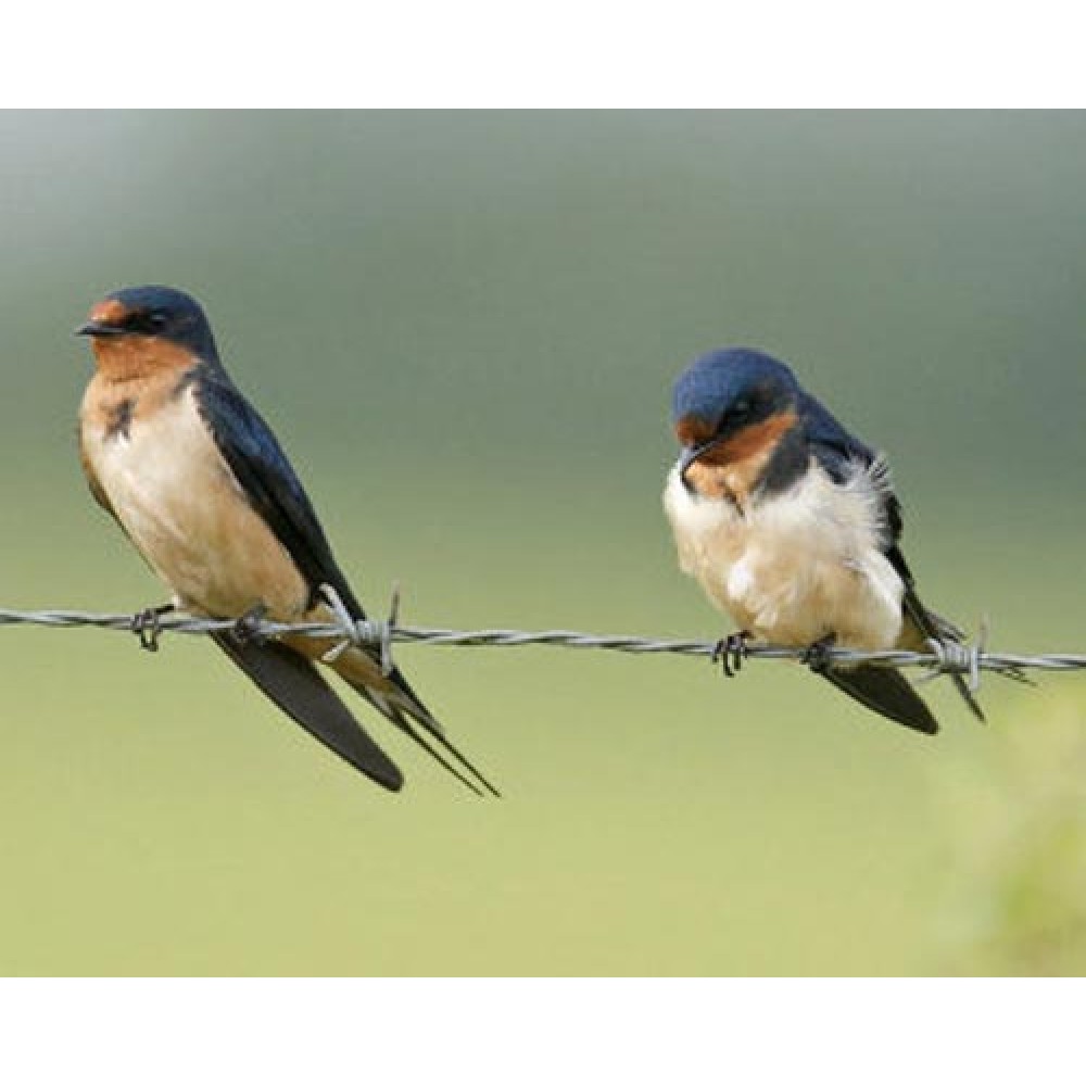 Pestmaster: Sonic Bird Chaser - Aparat anti pasari